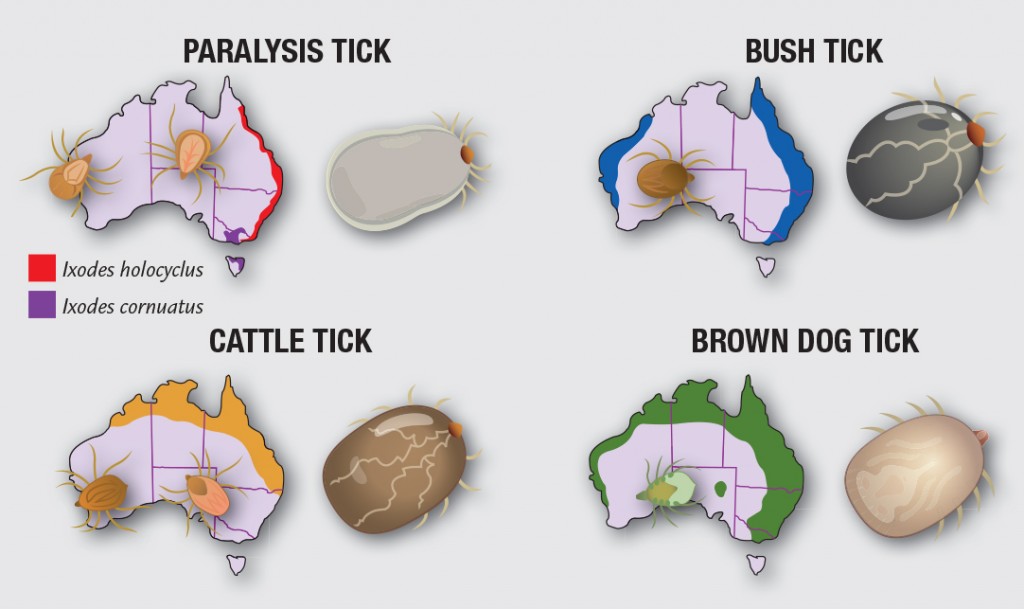 How To Reduce The Chances Of Ticks On Your Property